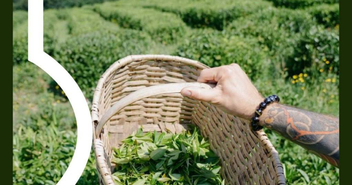 Excursion to Zemo Tea Plantation (Imereti) in Tbilisi ᐉ Events Schedule ...